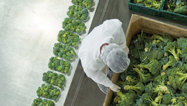 Reforming Food Safety | dss⁺ Consulting